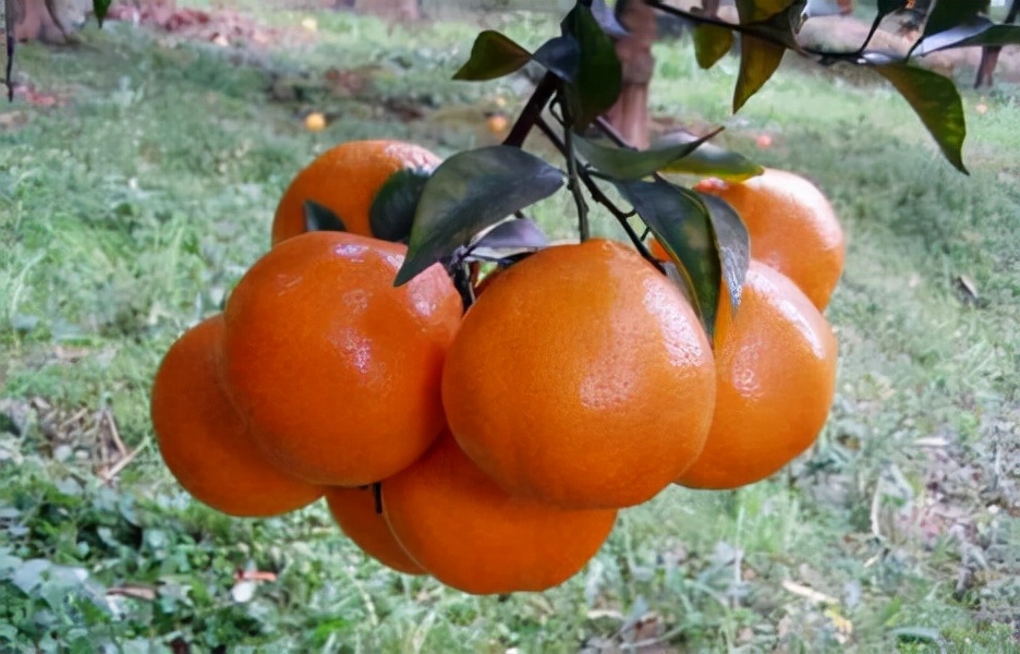 The ceiling of the citrus world, with its own Japanese origin, the rake ...