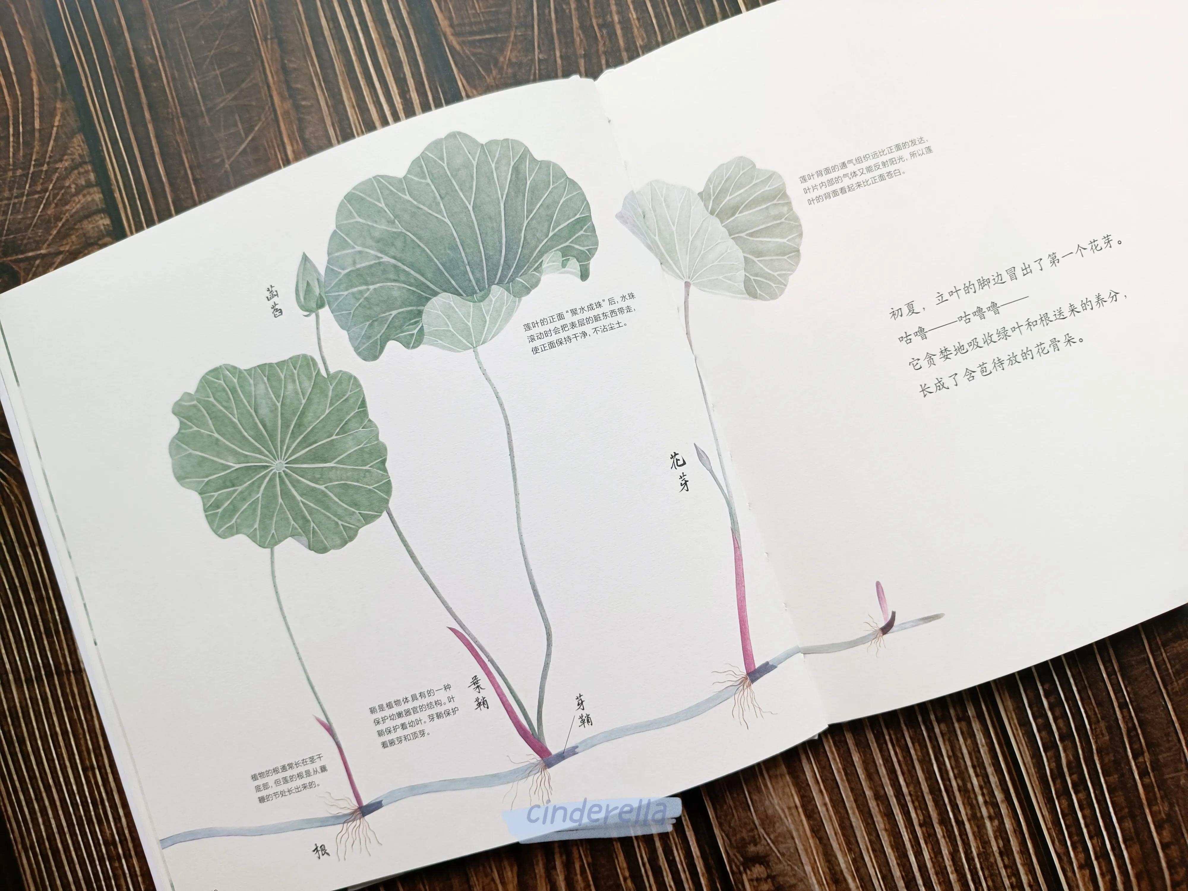 "The Life Journey of a Lotus Seed" The ever-growing lotus, beautiful ...