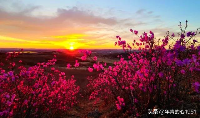 When and where the most beautiful "flower seas" in China bloom their ...
