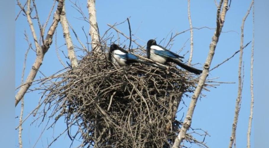 How does the magpie's nest shelter from the rain? Why is it not afraid ...