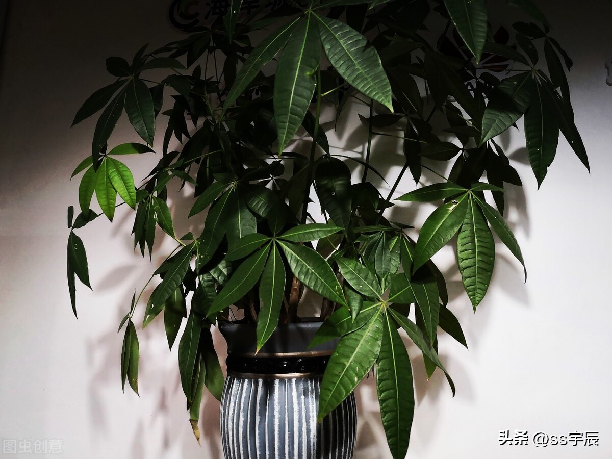 The most lucky tree is the tree - how to maintain the fortune tree - iNEWS