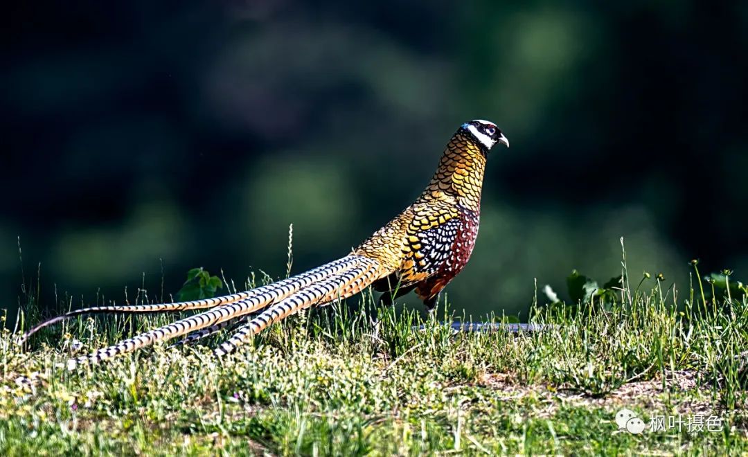 The legendary phoenix bird - iNEWS