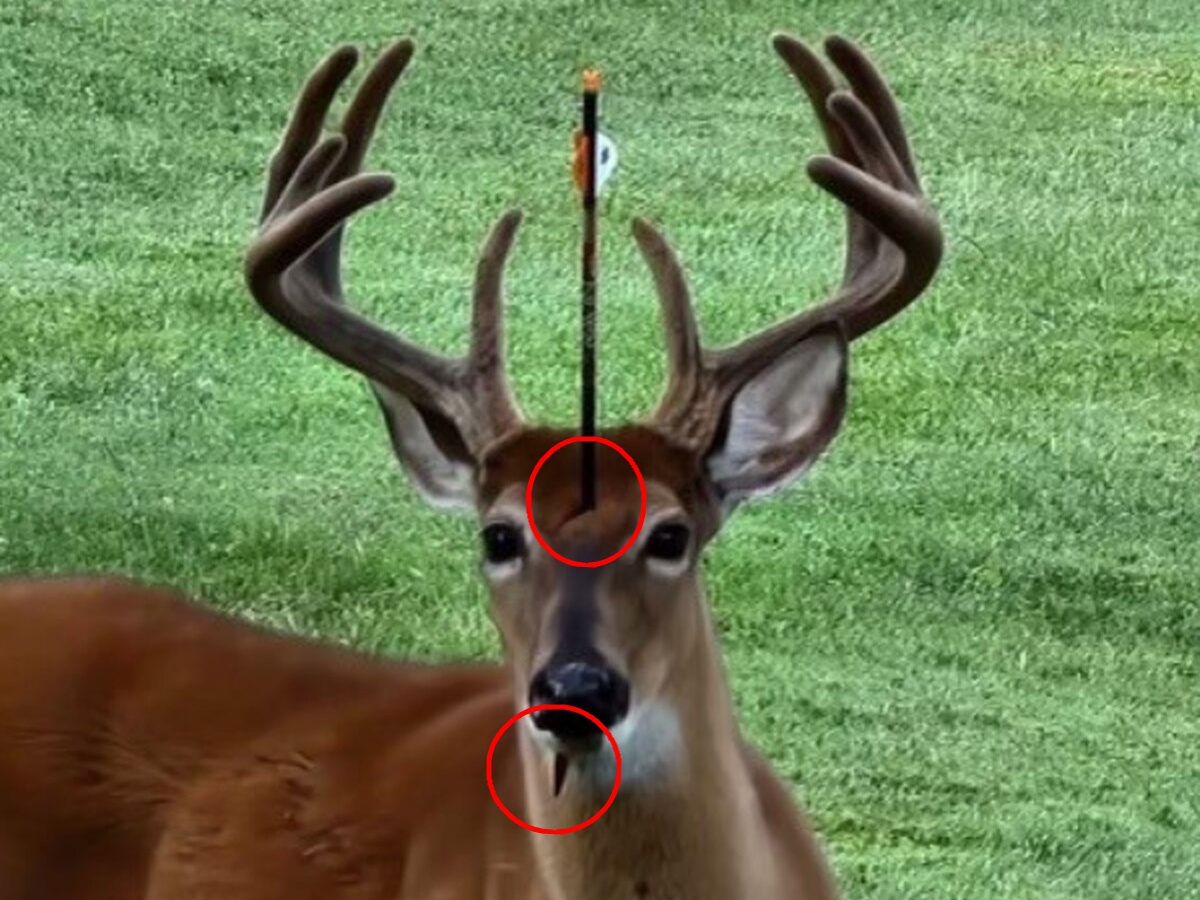 A deer was shot in the forehead by an arrow, pierced through the chin ...