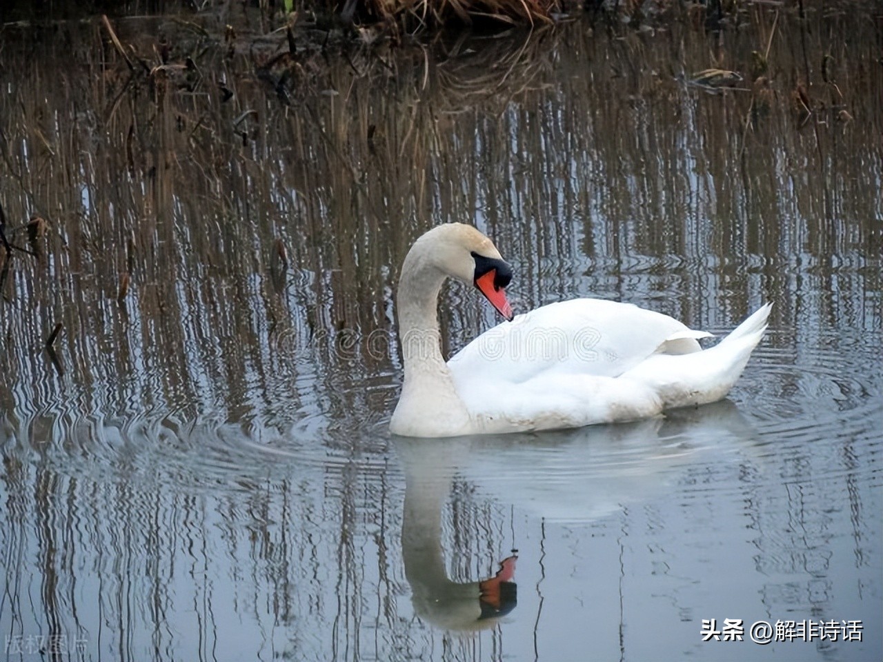 The Wordless Wise Man (four poems) - iMedia