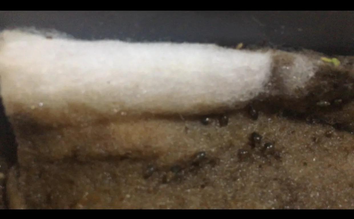 My fish tank ecological filtration system is swamp filtration, trickle ...