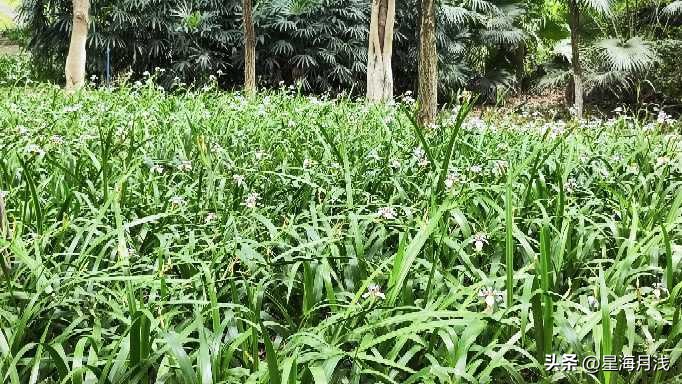Brazilian iris: sword-shaped leaves, involute petals, flowers bloom and ...