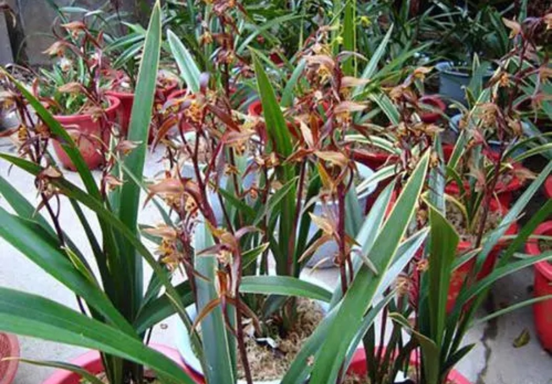 Cultivating molan in winter, do well in 4 aspects, the leaves are shiny ...