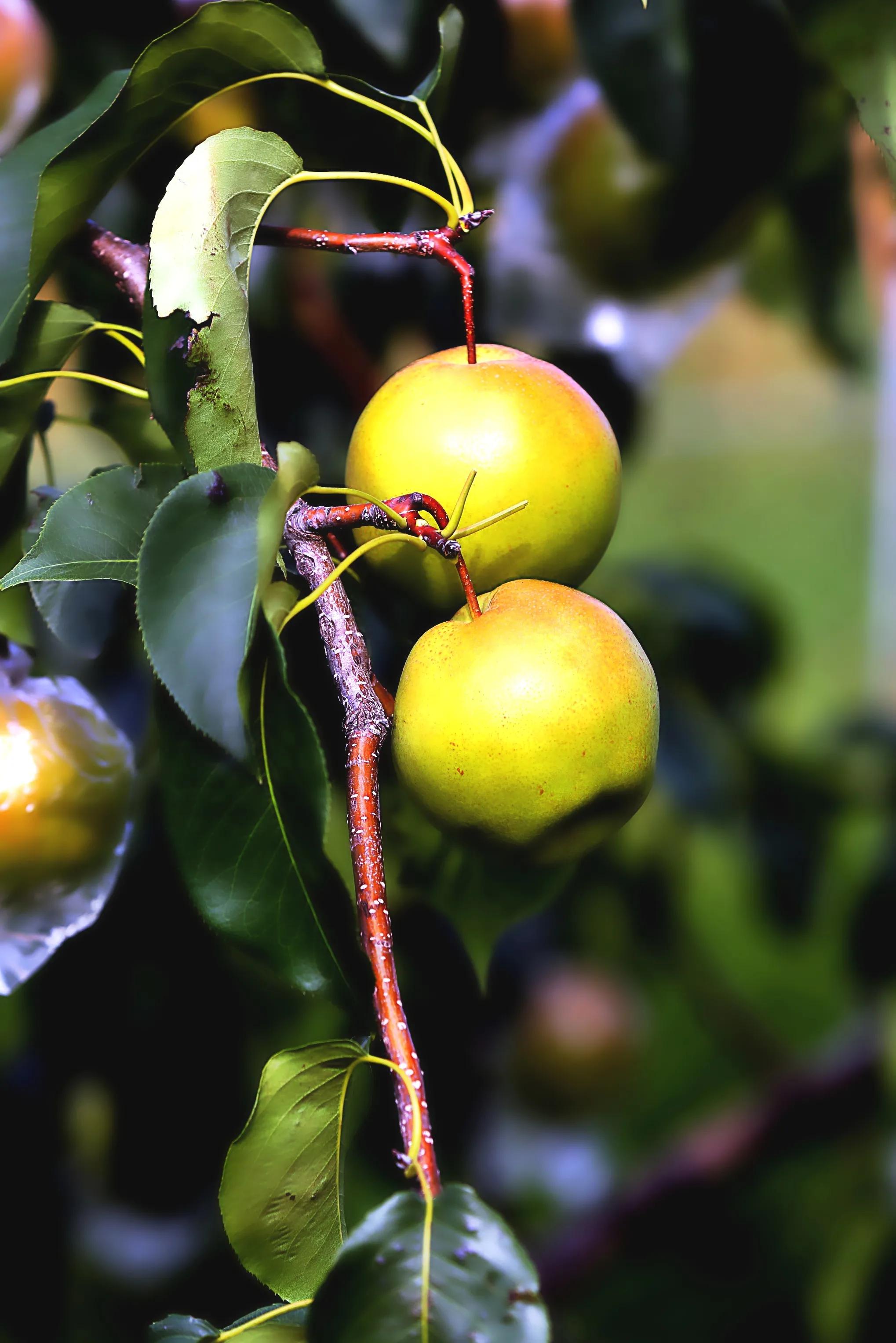 Zhangdian: Yulu Fragrant Pear Manjitou is waiting for you to pick and ...