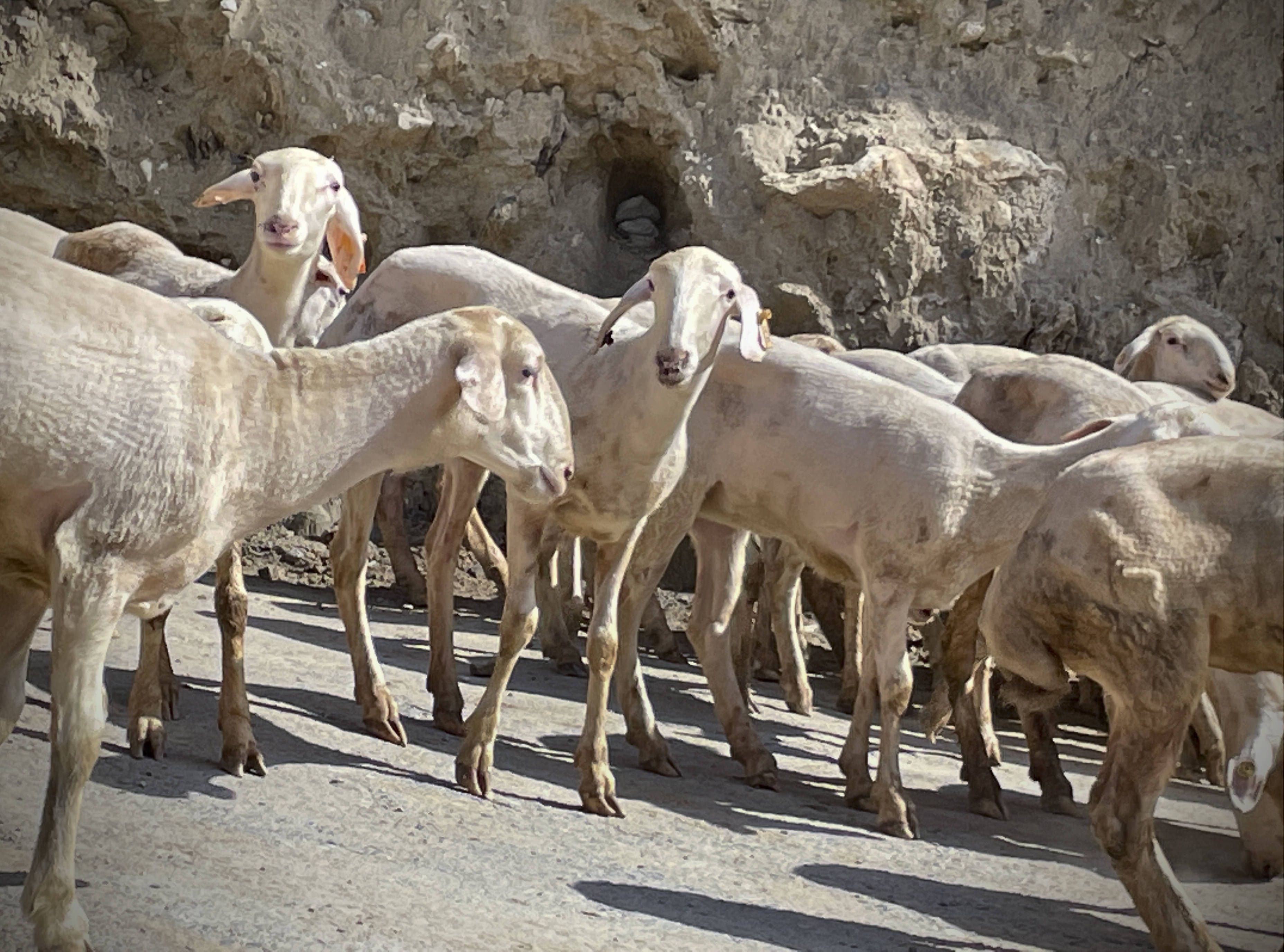 Jinchuan, Sichuan: Anji Lake sheep enter Sichuan to raise "golden ...