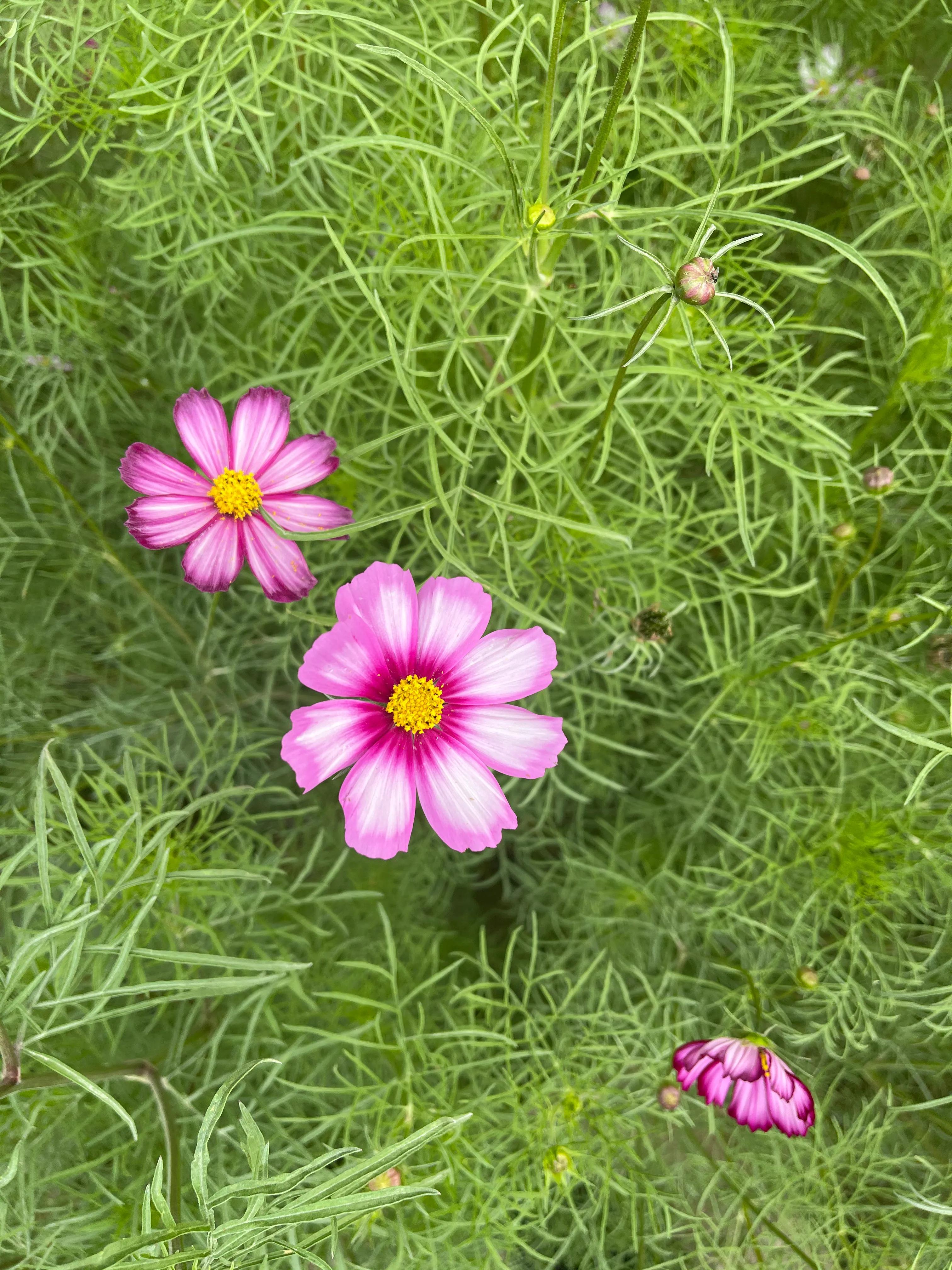 Gesang Flower of Tibet's Beautiful Scenery - iNEWS