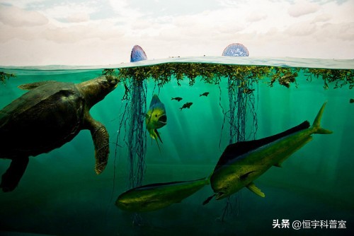 Miracles in the Ocean: The Exploration and Protection of the Sargasso ...