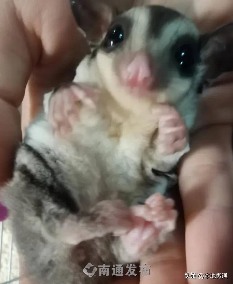 Chameleons, hedgehogs, honey gliders... "Alternative pets" become ...