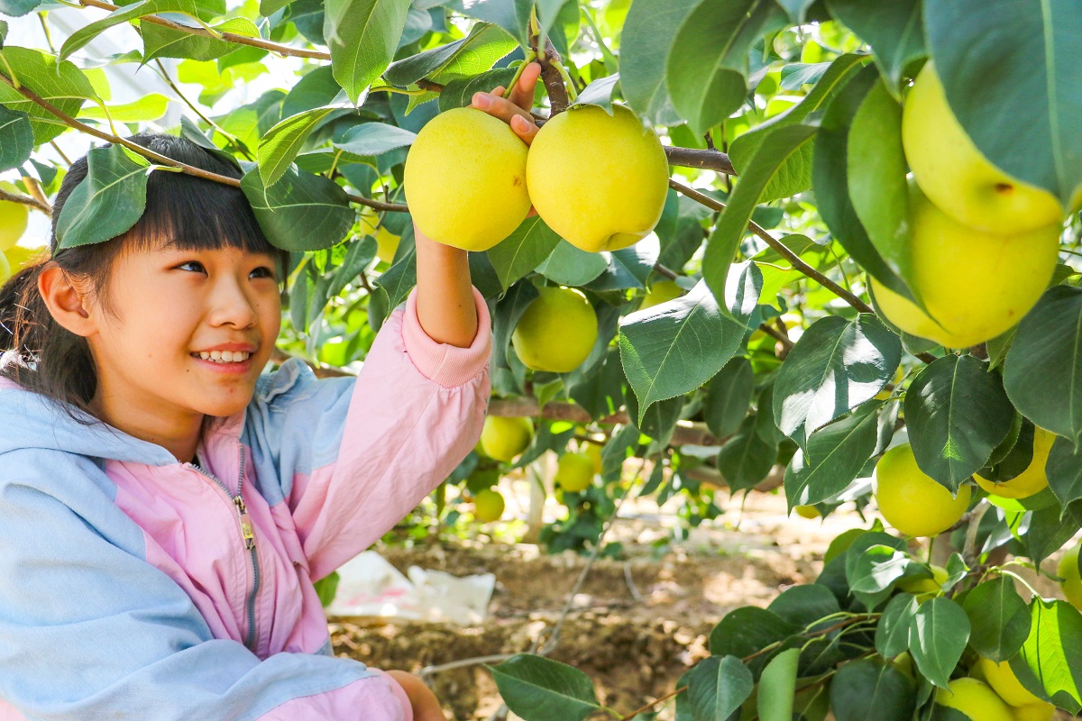 Chinese Farmers Harvest Festival - iNEWS