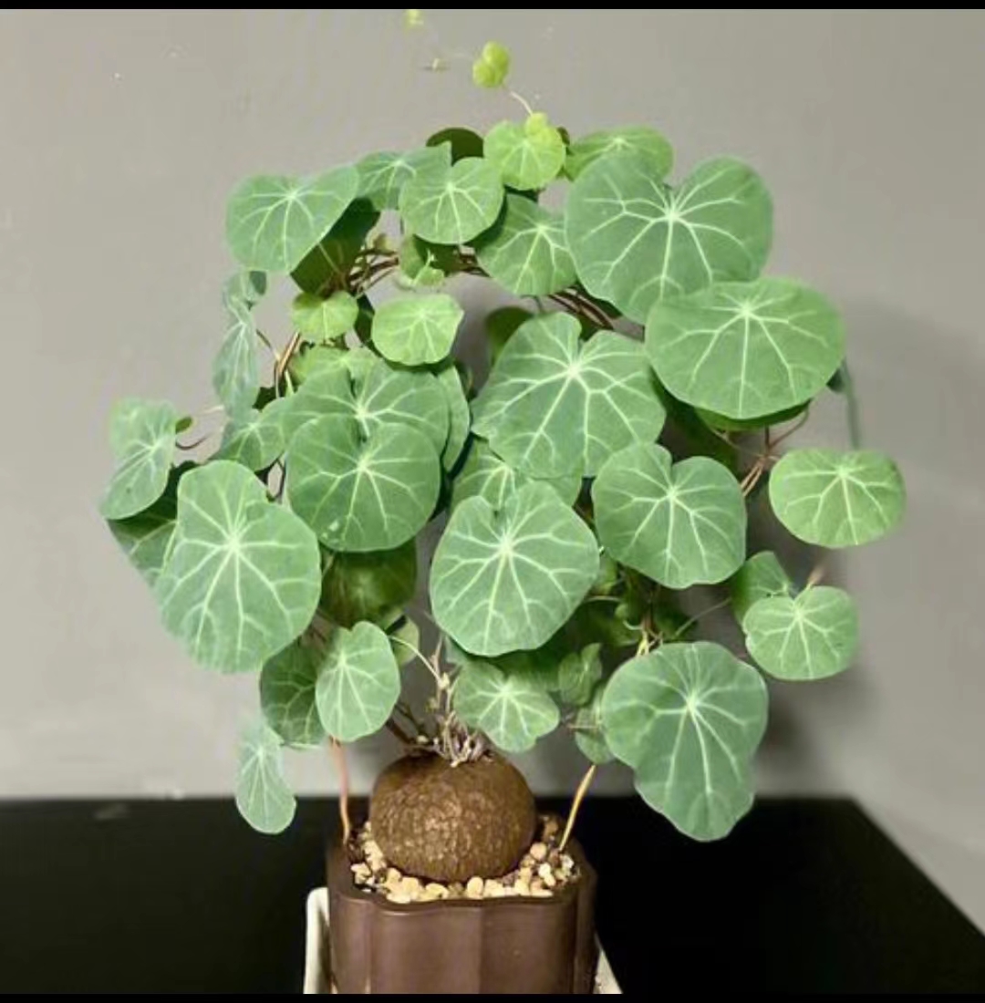 7 kinds of lazy plants with super high value for lazy people - iMedia