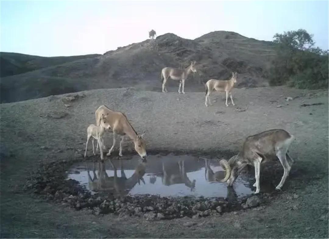 Qian donkeys were found in Gobi, Mongolia, weighing more than 500 ...