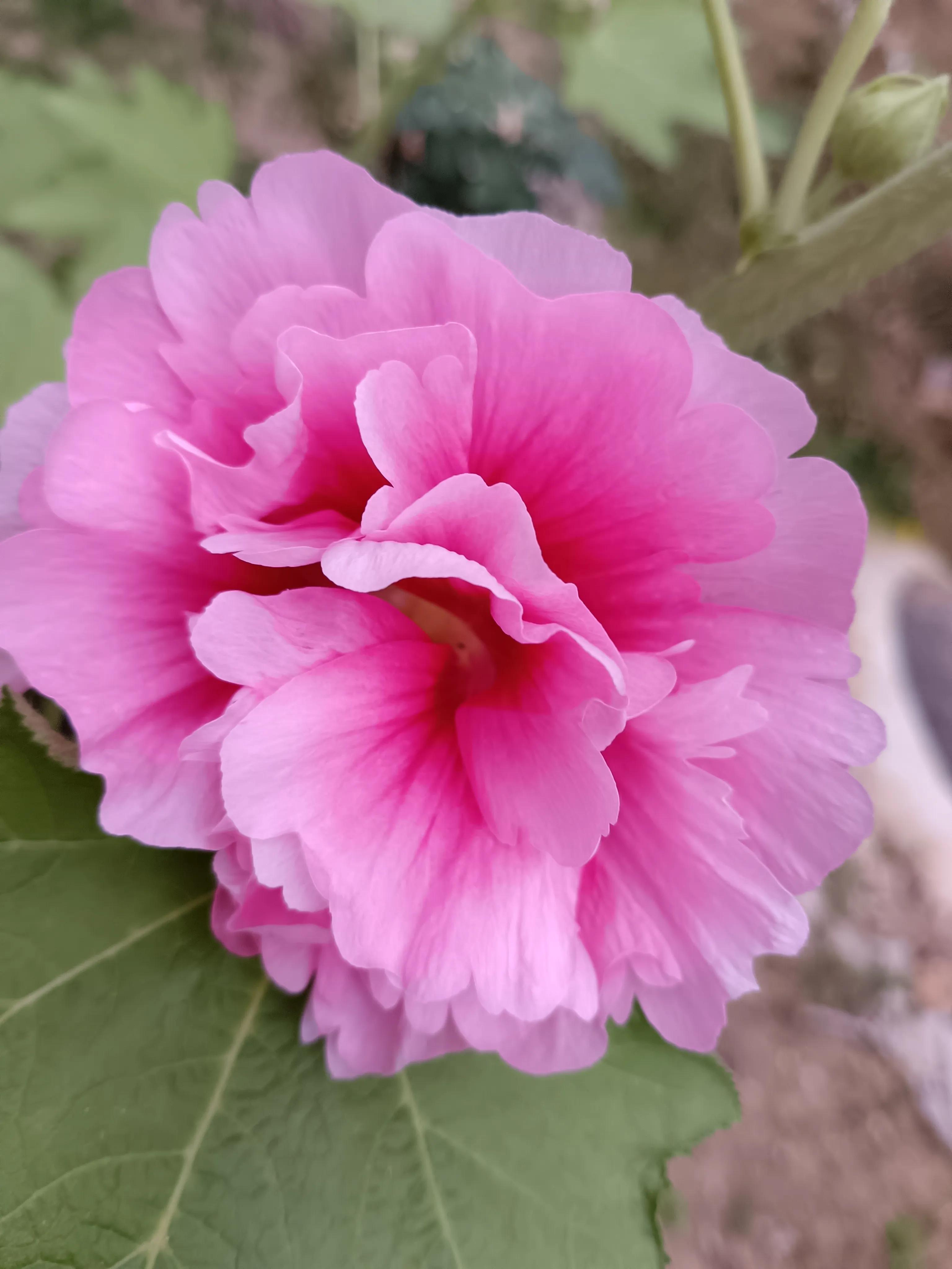 "Guanju" is happy but not lewd, sad but not sad - iNEWS