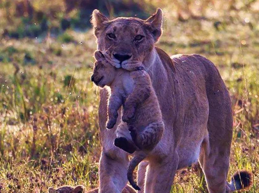 Why is it so easy for animals to give birth, but human childbirth is ...