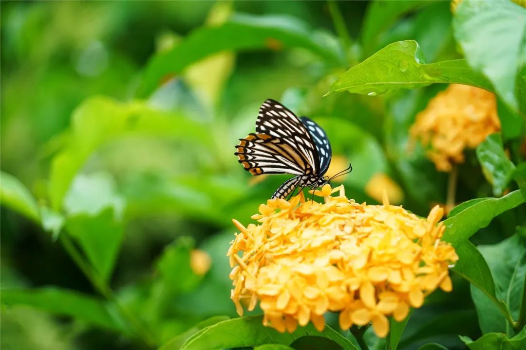 The way plants live is much more adaptable and free than we think! - iMedia