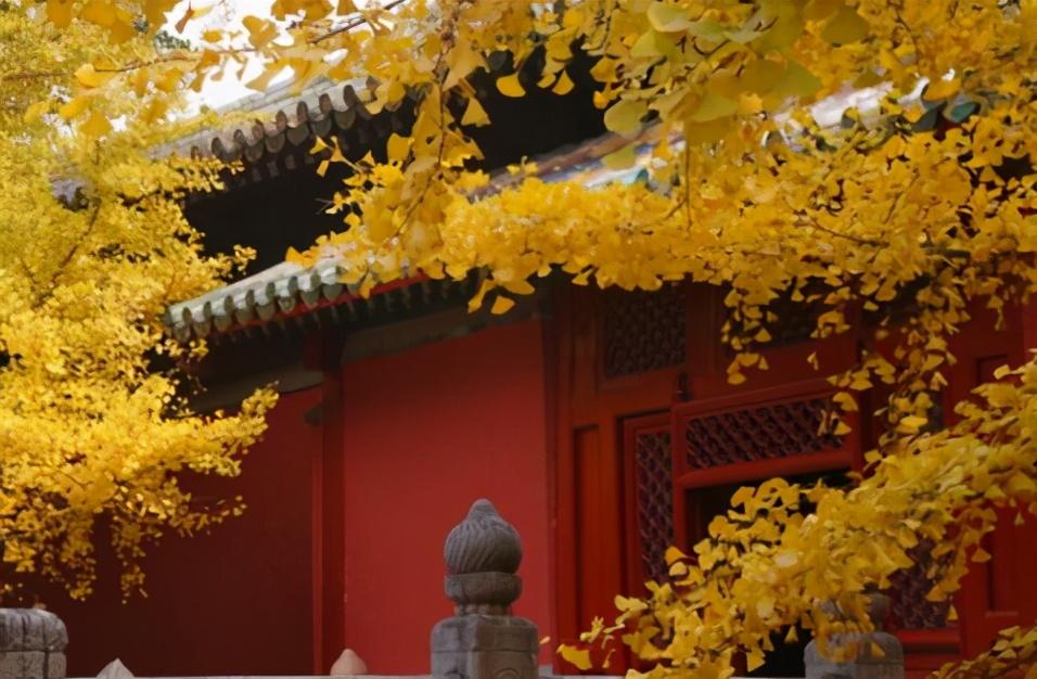 Zen Master Jinxi: I don't grow orchids to get angry. When I get angry ...