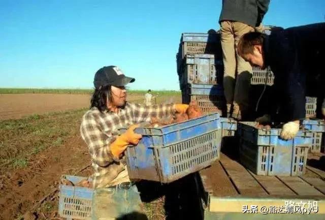 A large number of Chinese are working hard in Australia, why don't they ...