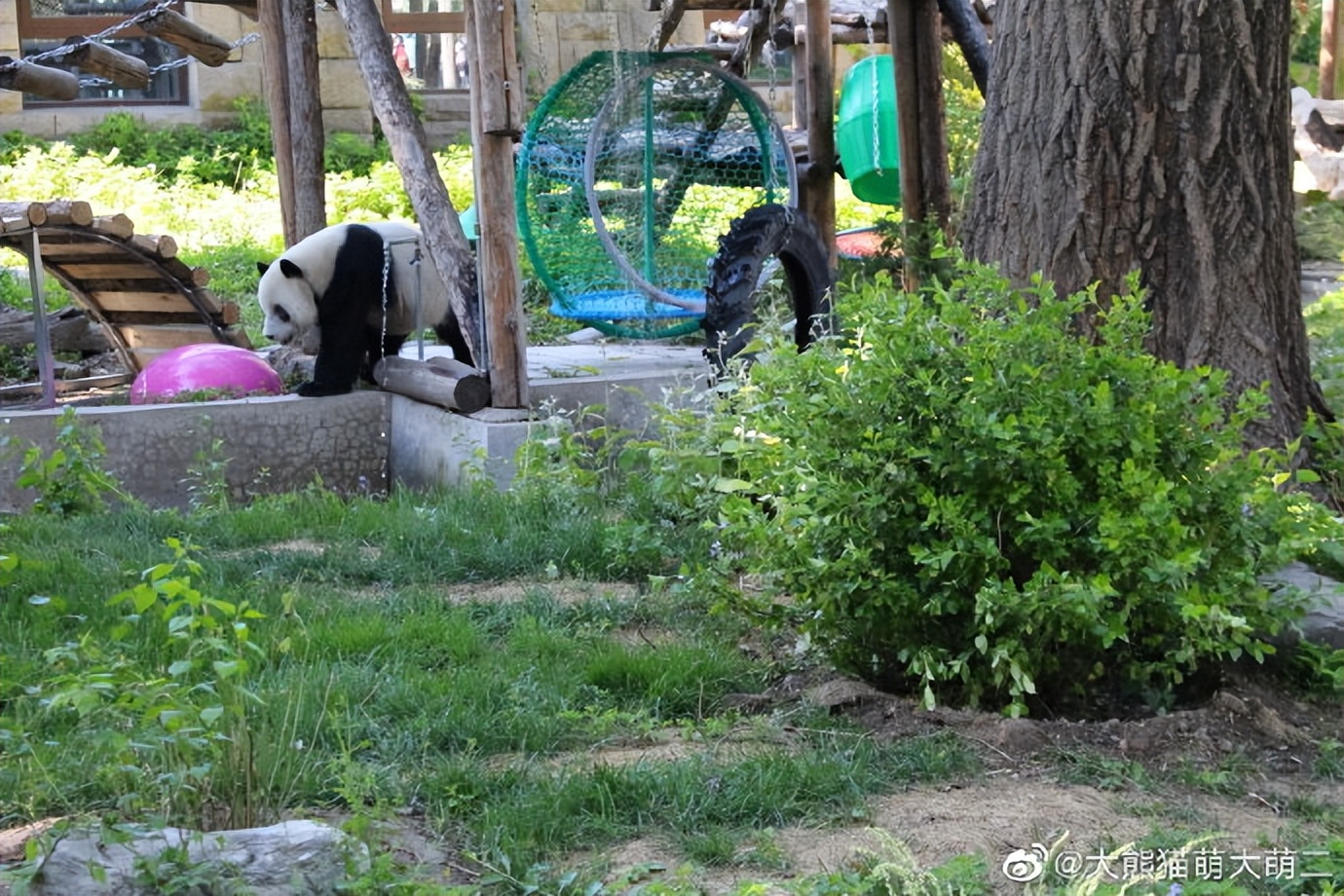 Have you ever seen a panda breaking bamboo with its face? Come and see ...