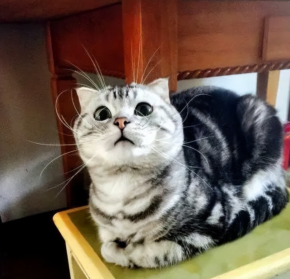 It can be seen from these 9 aspects that the American short cat is ...