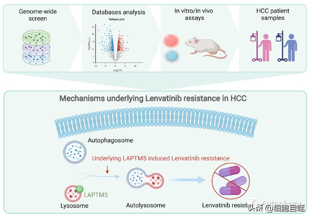 The team of Academician Fan Jia reveals that LAPTM5 mediates autophagy ...
