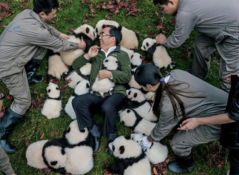 "Panda Dad" Zhang Hemin and his 128 "Panda Cubs" (Part 1) - iNEWS
