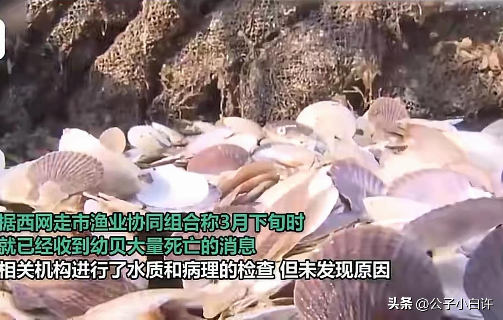 shock! The collective death of Japanese scallops may be related to the ...