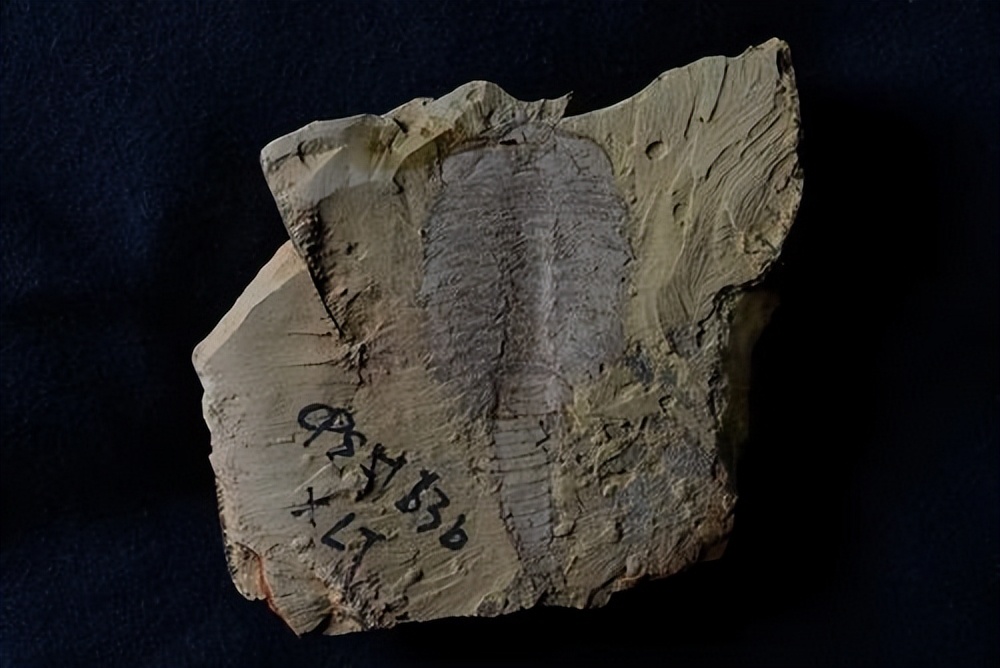 The Cambrian is an important period in geological time, mainly based on ...