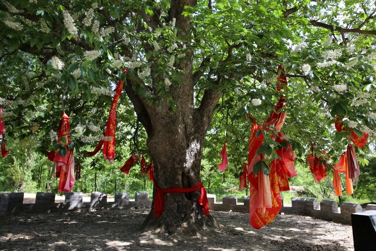 The only surviving tree in the world, Master Xuanzang planted the Sala ...