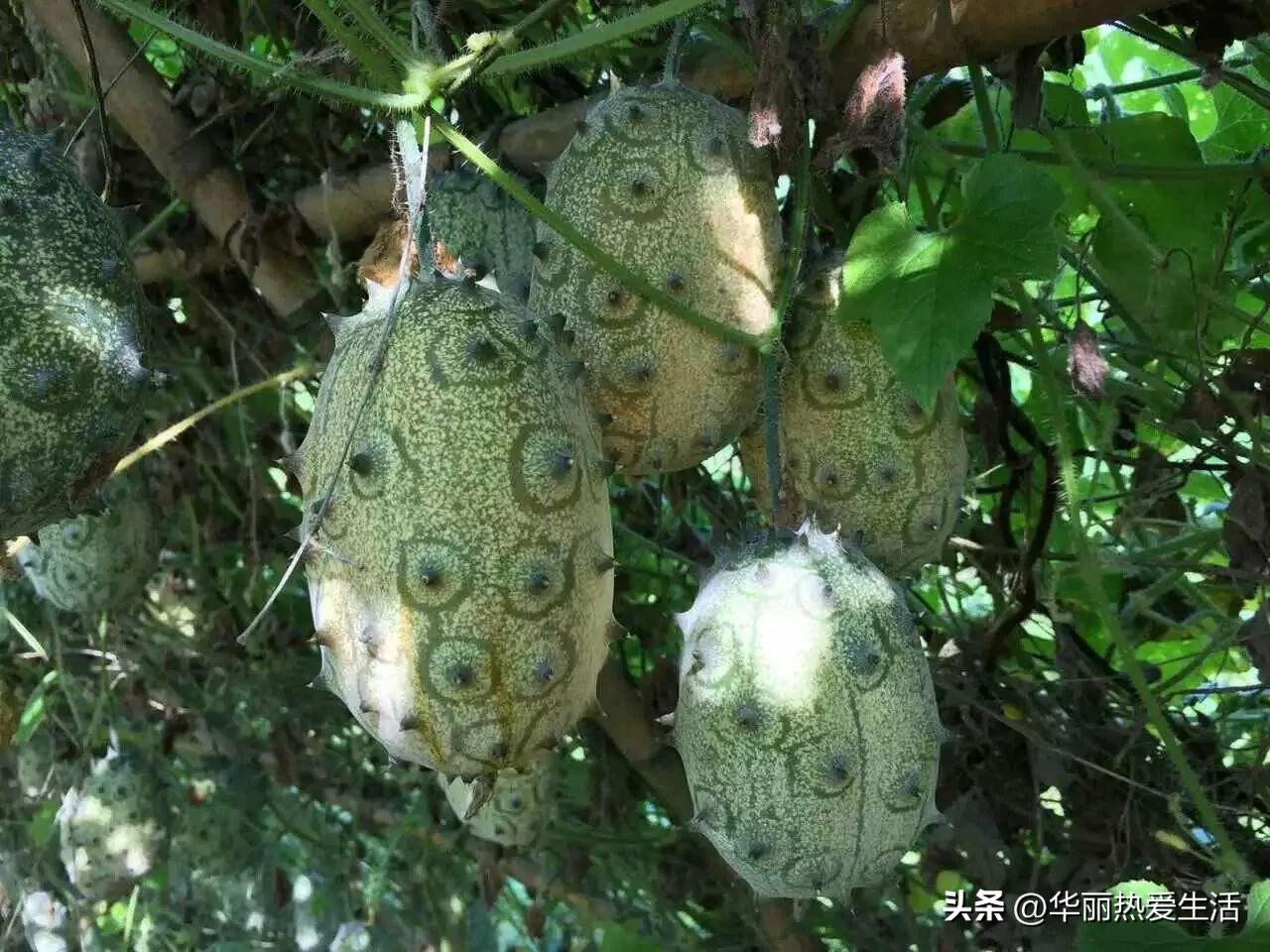 Those who have eaten more than 5 kinds of these fruits are local ...