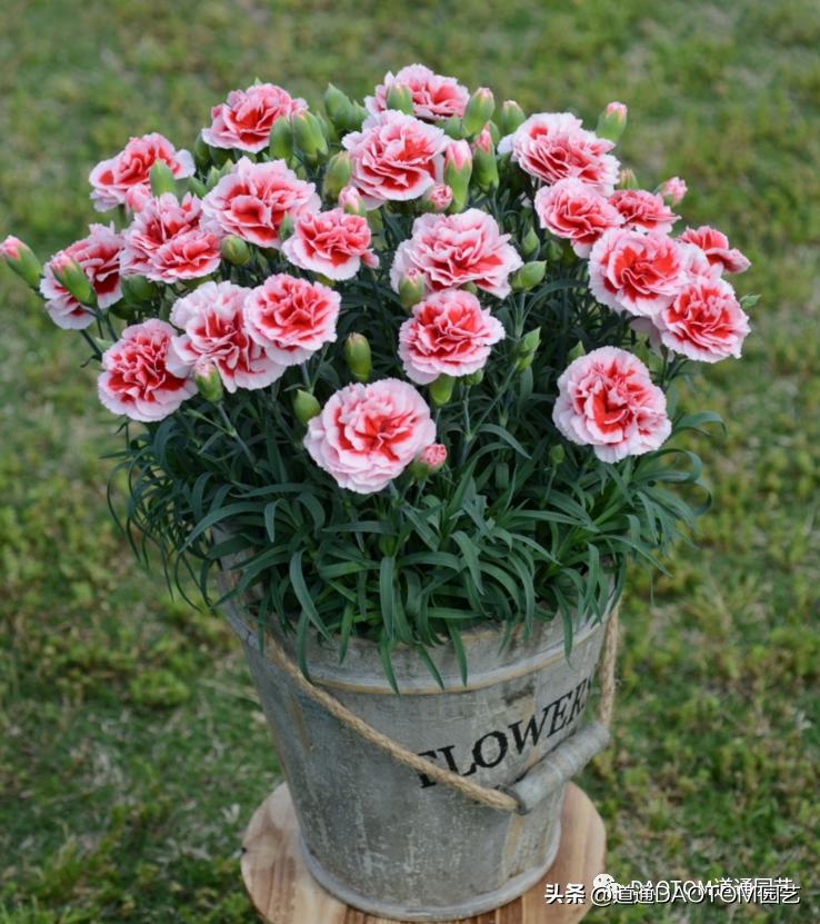 Carnations are actually very easy to maintain. It is no problem to ...