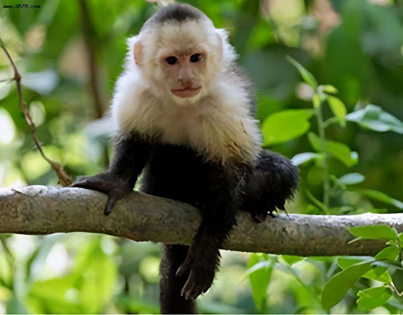 Humans evolved from ancient apes, do monkeys have a chance to evolve ...