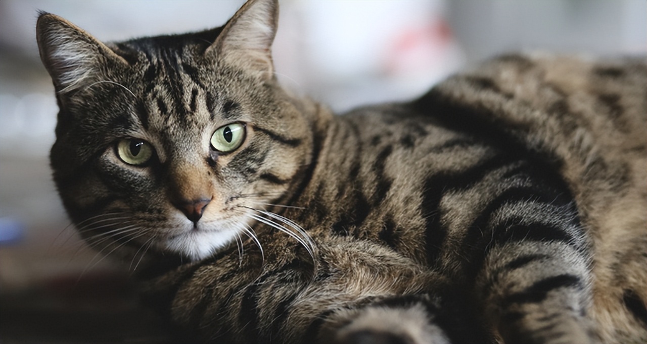 Can you buy a German cat for two or three thousand? Why is a German cat ...