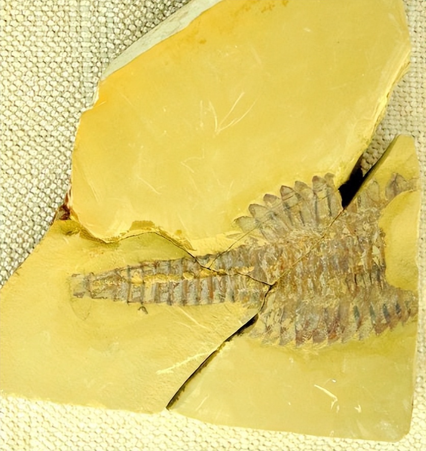 Based on the Cambrian large appendage arthropod fossils, explore new ...