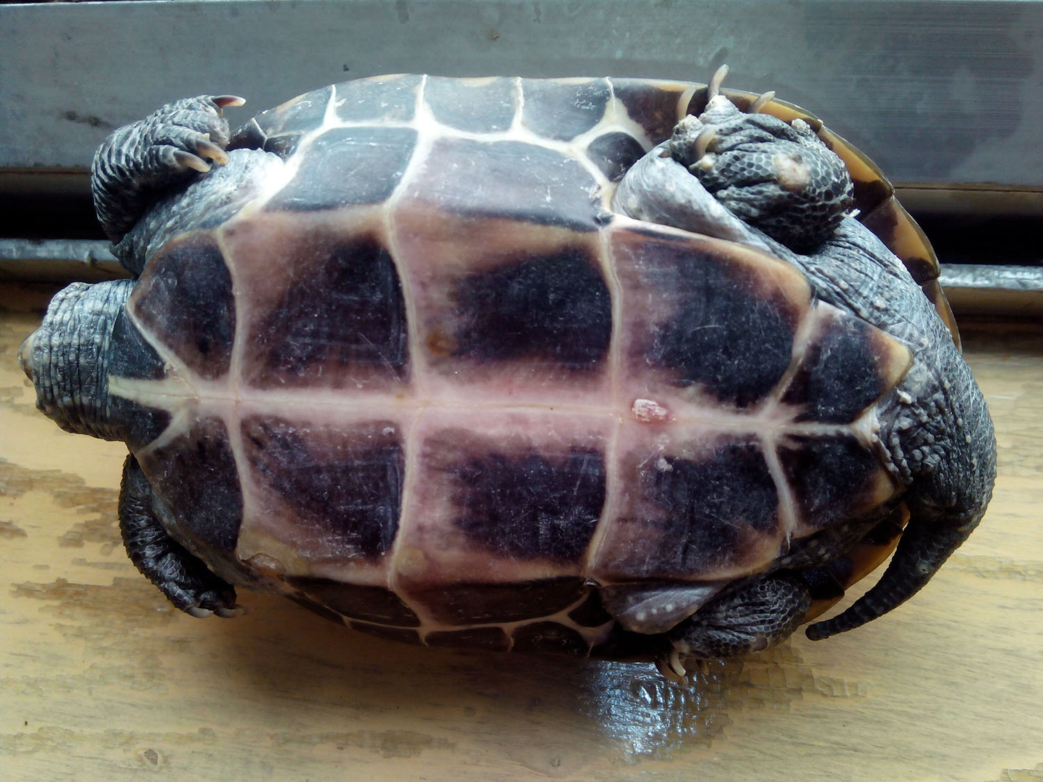 A man finds a turtle on a mountain without water, how does it survive ...