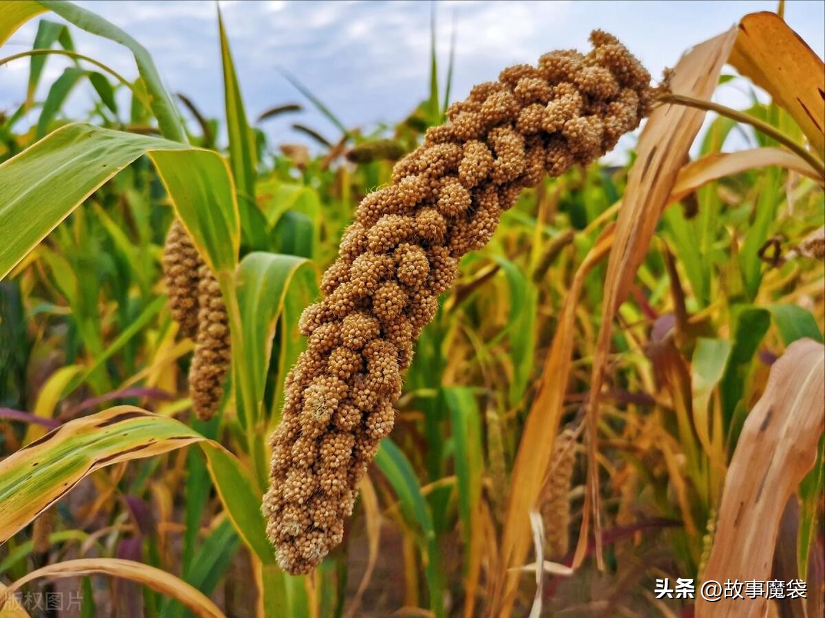 Millet Culture: Hardworking, Simple, Many Children, Many Blessings - iMedia