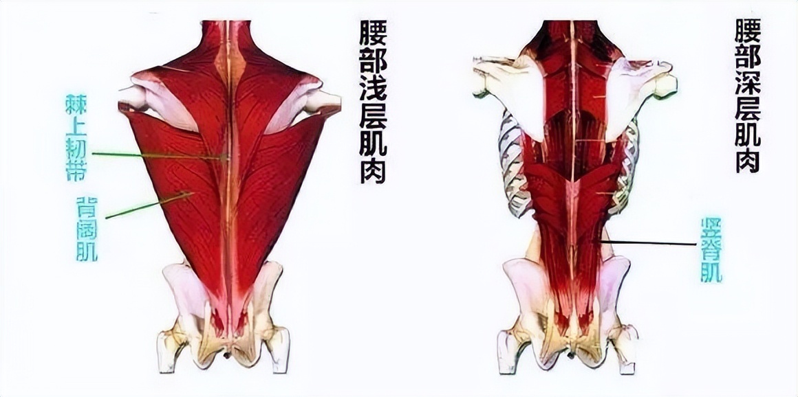 Those things about low back pain - lumbar muscle strain - iNEWS