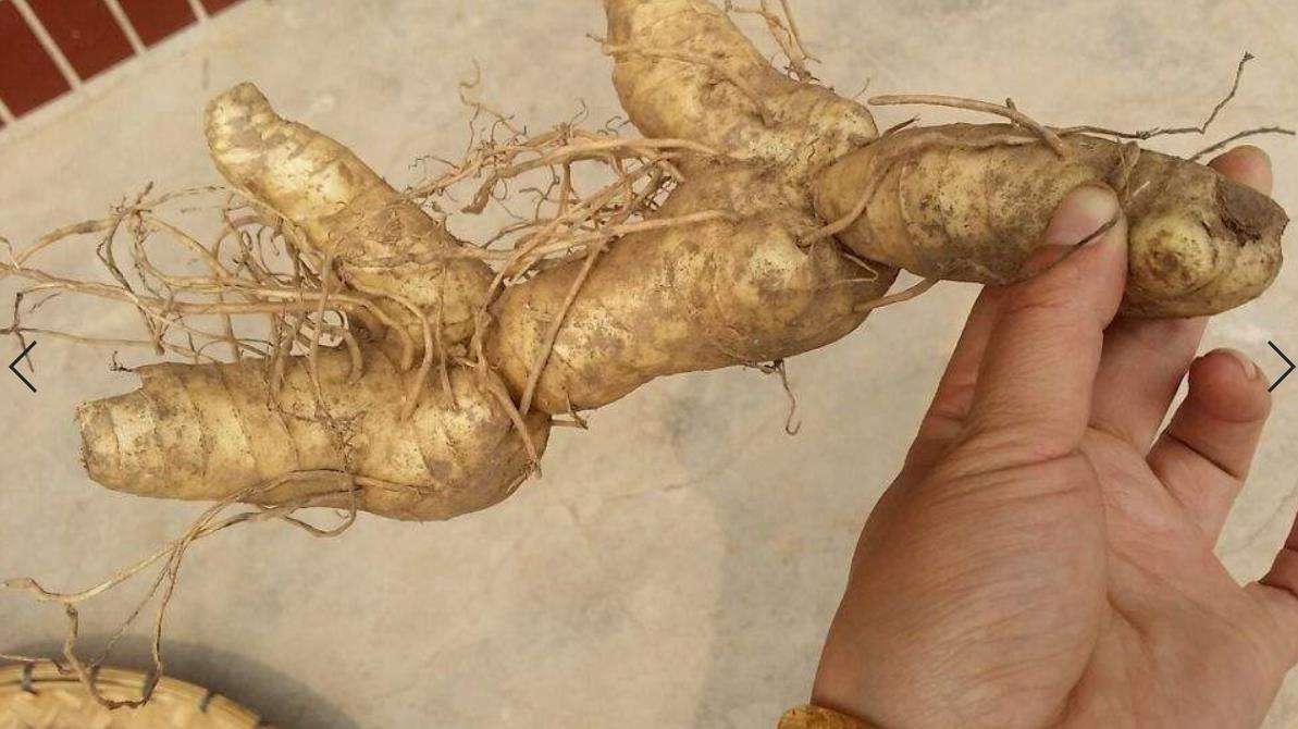 A prescription for invigorating the kidney essence, two simple herbs ...