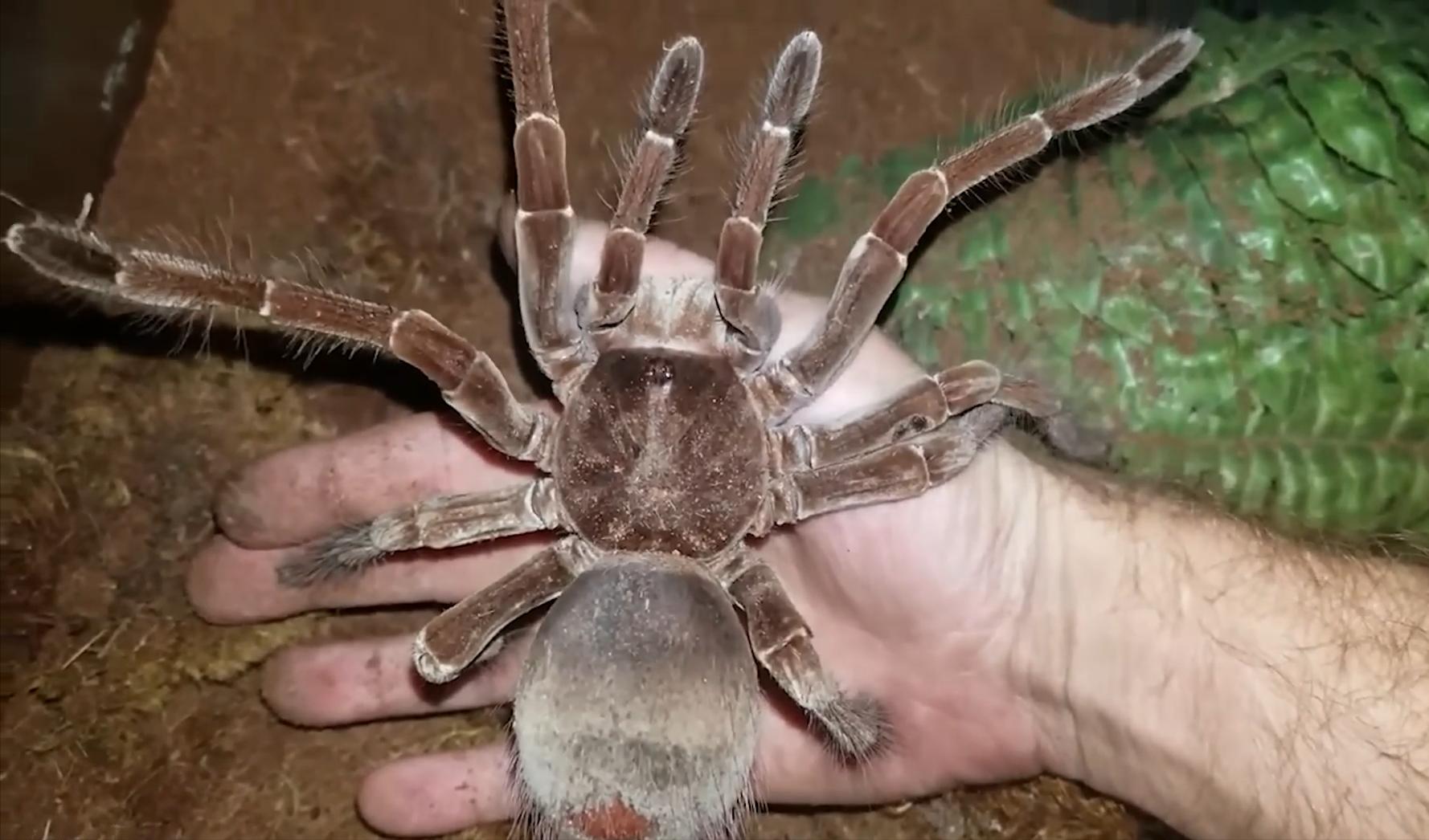 Inventory of all kinds of giant pets raised by humans, after reading it ...