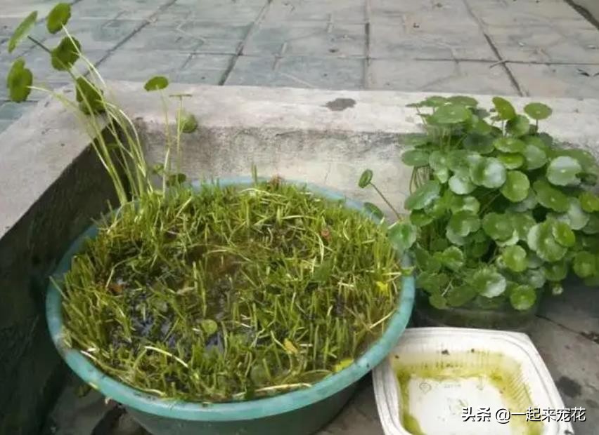 Raise copper coin grass in spring, quickly "shave your head", do two ...