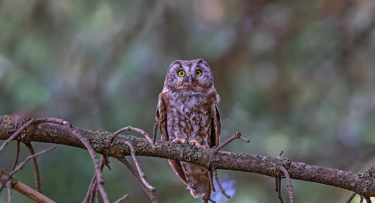Natural Beauty: Ghost Owl - iNEWS