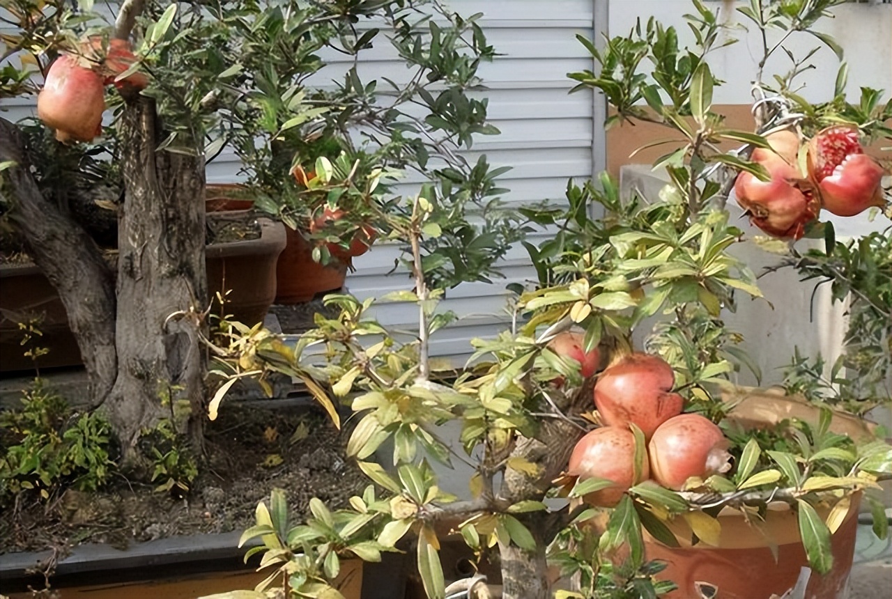 Pomegranates with bright flowers and large fruits, 4 points for potted ...