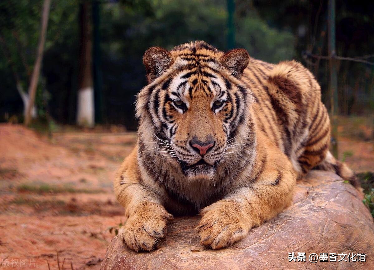 Who is the most loyal partner of the zodiac tiger? What kind of ...