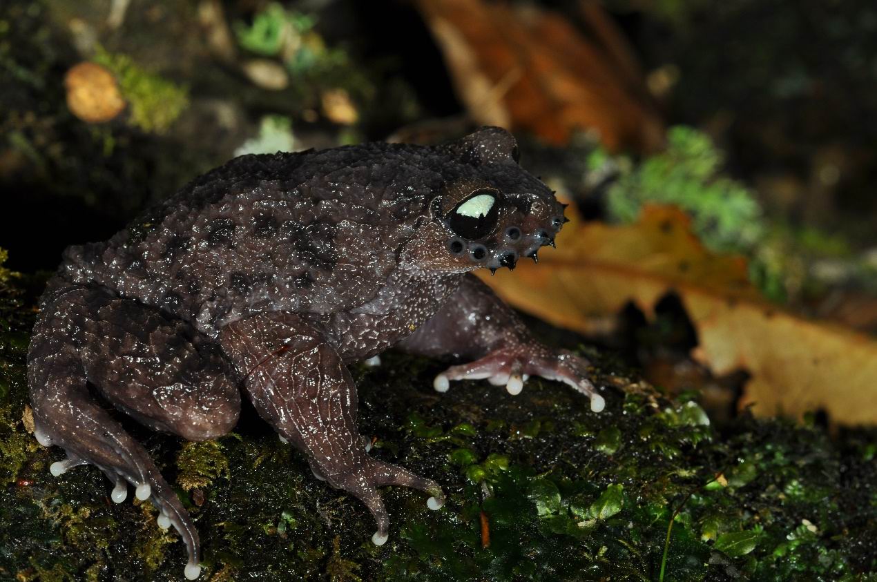 In Ailao Mountain, there are not only sorrowful scientific expeditions ...