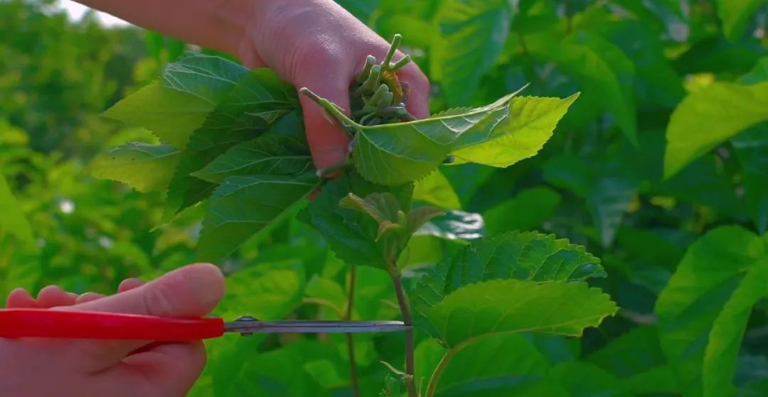 After the fall, don't be soft when you encounter this dish, the whole ...