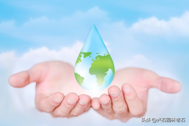 What is a forestry carbon sink and what impact does it have on the ...