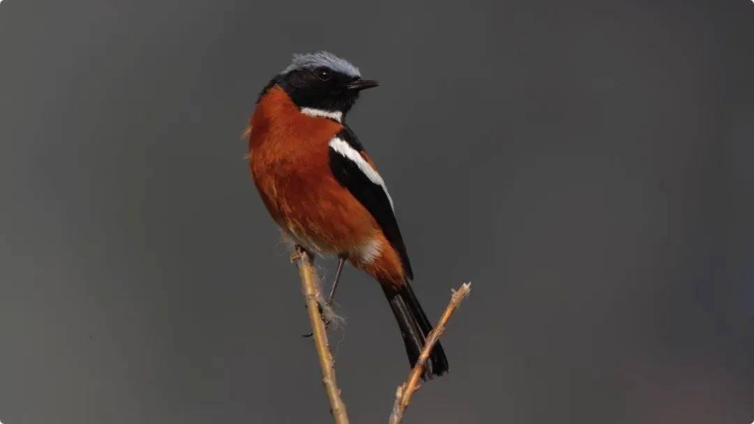 The 8K function of mobile phones has gradually become popular, and ...