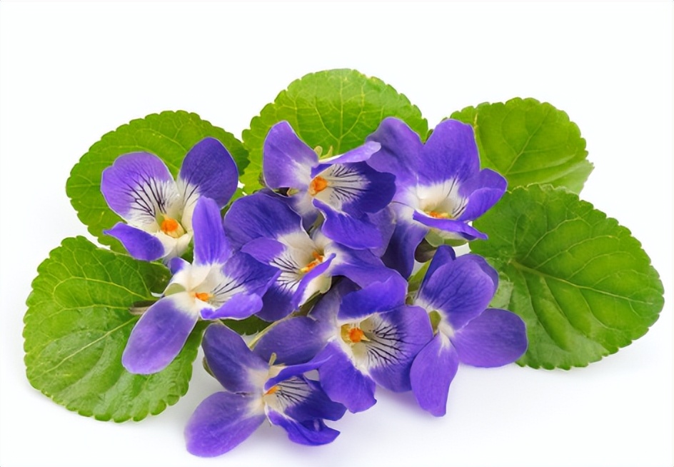 The Beauty of Violets: A Wonderful Garden Exploring Diversity, History ...